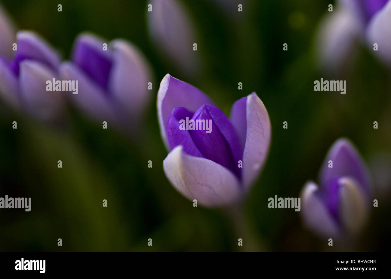 Crocus in bloom Stock Photo - Alamy