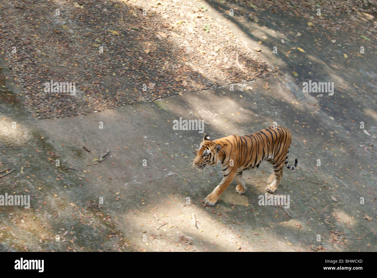 Indian tiger walking hi-res stock photography and images - Alamy