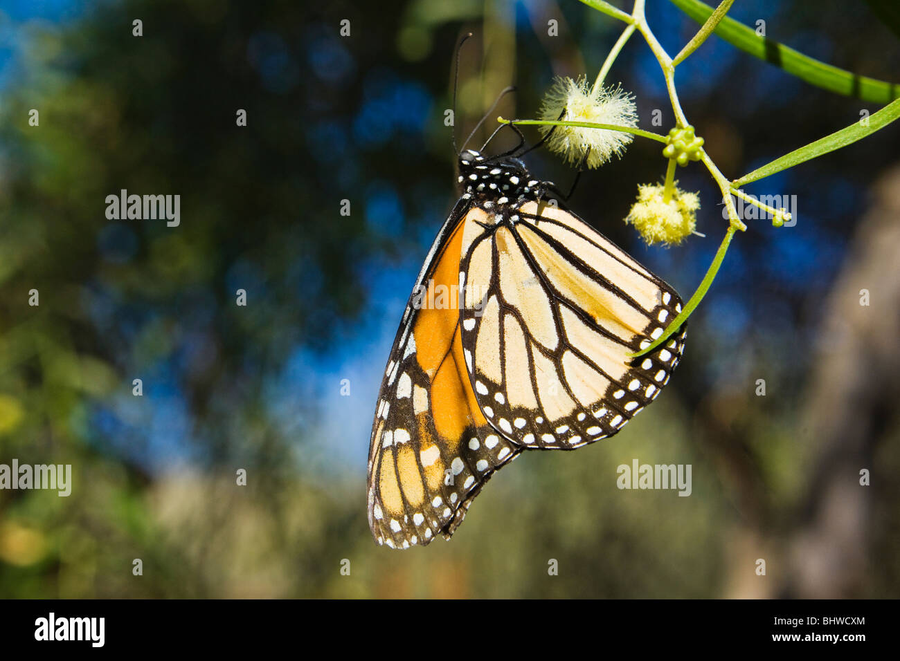 Monarch butterfly anatomy hi-res stock photography and images - Alamy