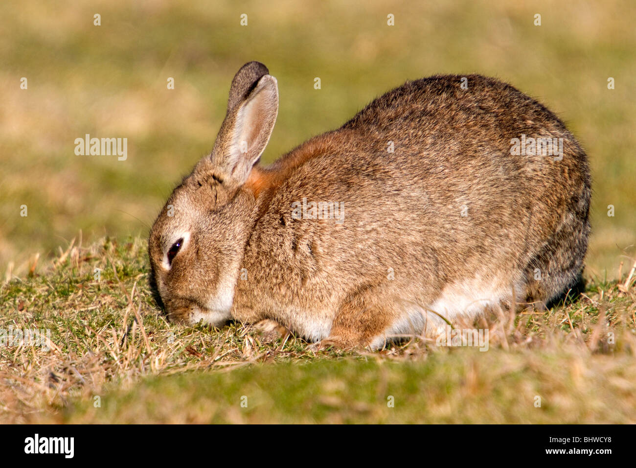 Rabbit; Oryctolagus cunniculus; grazing Stock Photo - Alamy