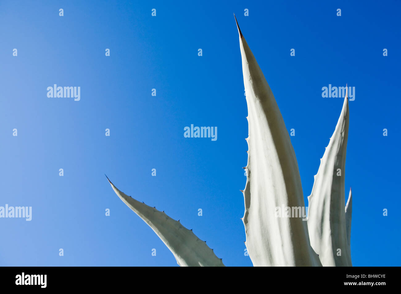 An Agave plant and blue sky Stock Photo - Alamy