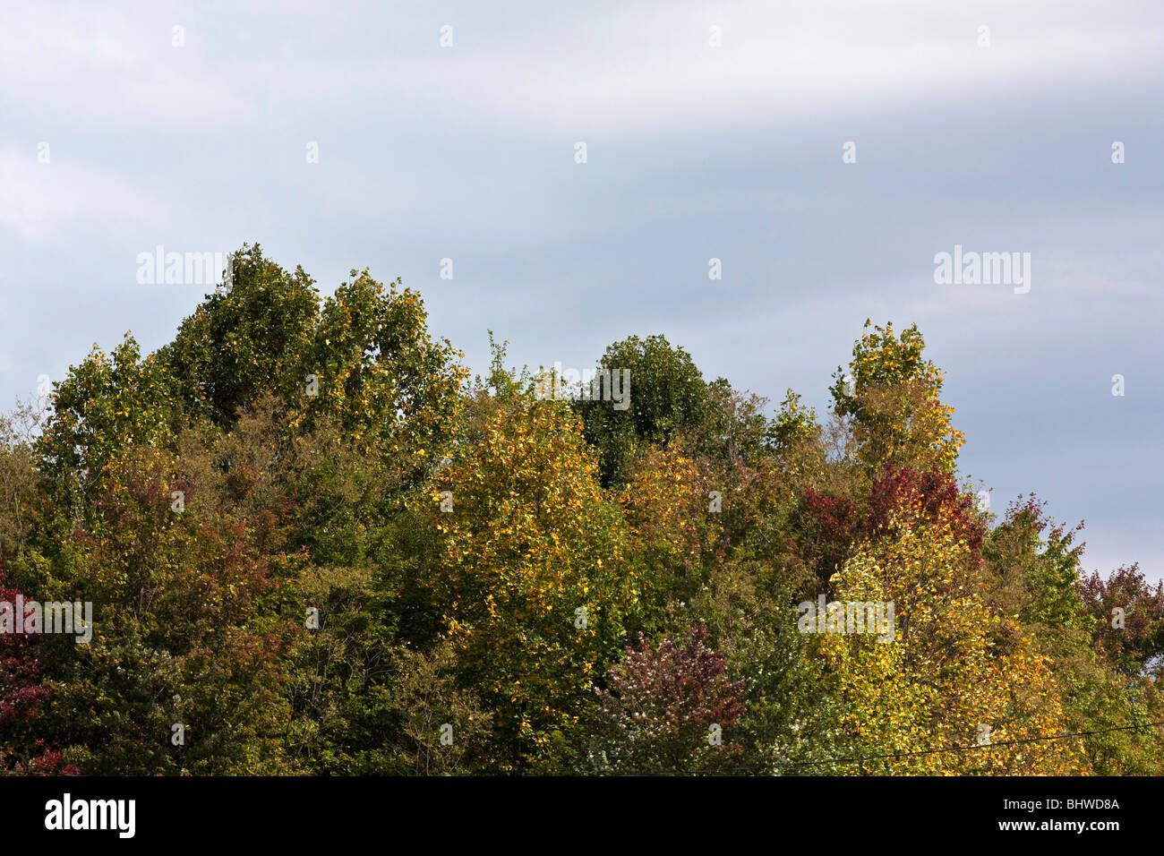 Foreground pictures Cut Out Stock Images & Pictures - Alamy