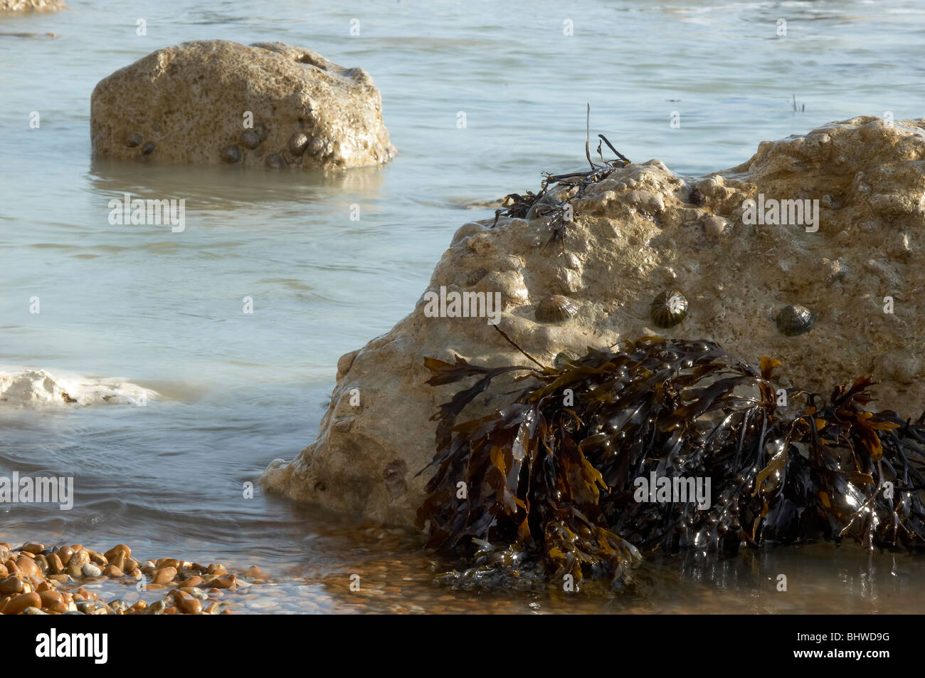 Rock in the sea with seaweed and pebbles Stock Photo - Alamy