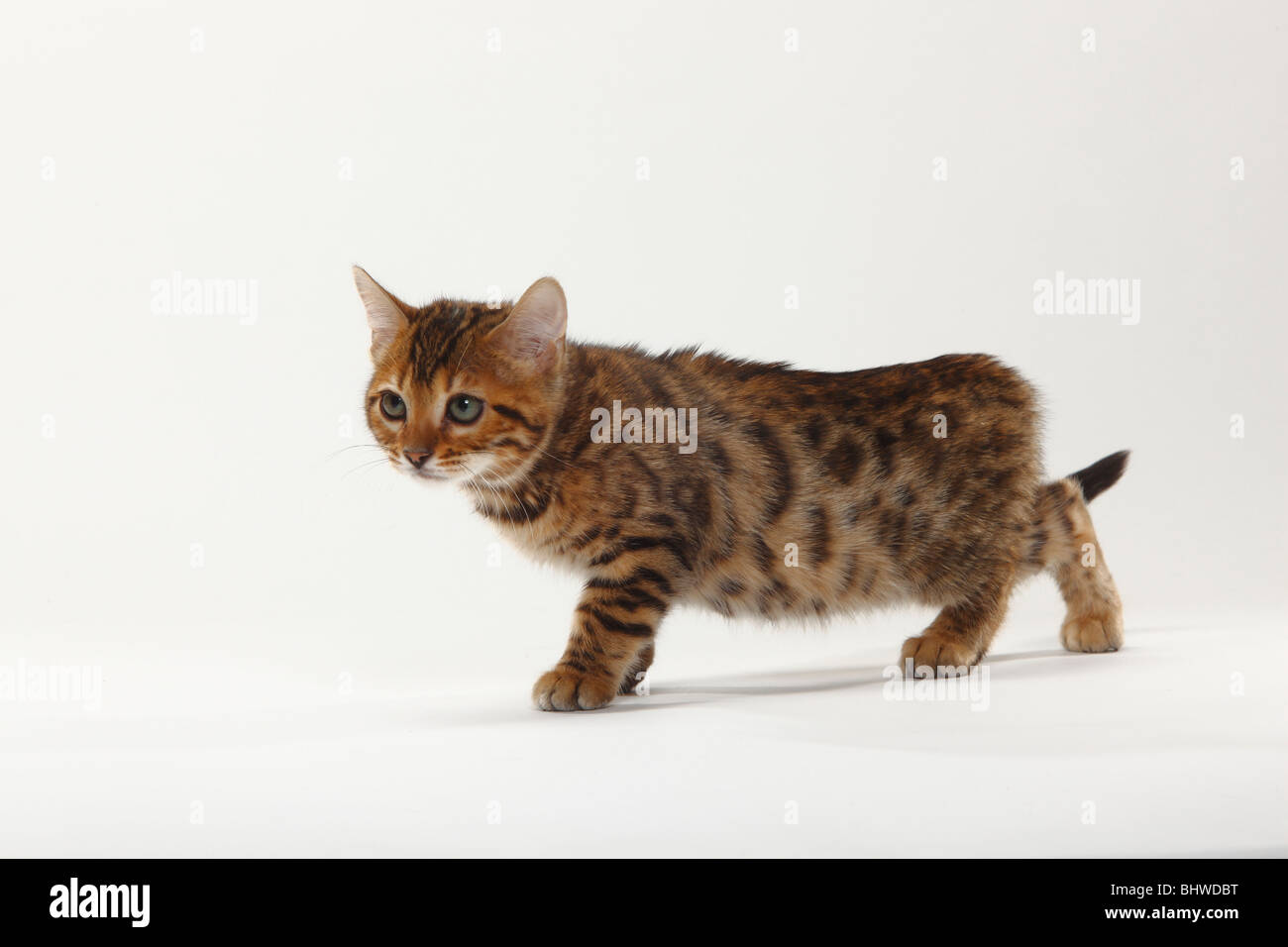 Bengal Cat, kitten, 11 weeks Stock Photo - Alamy