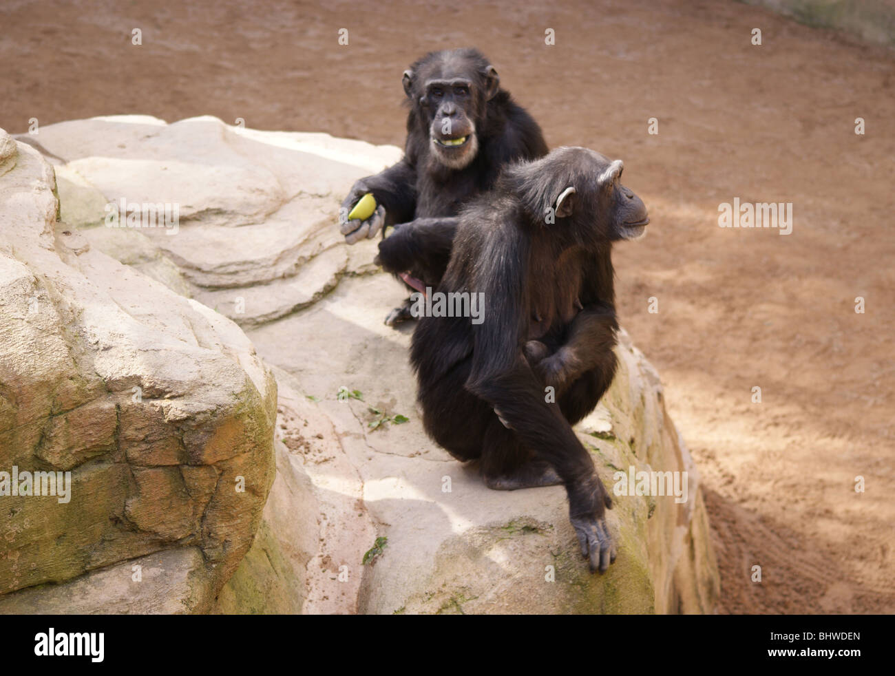 Chimps eating hi-res stock photography and images - Alamy