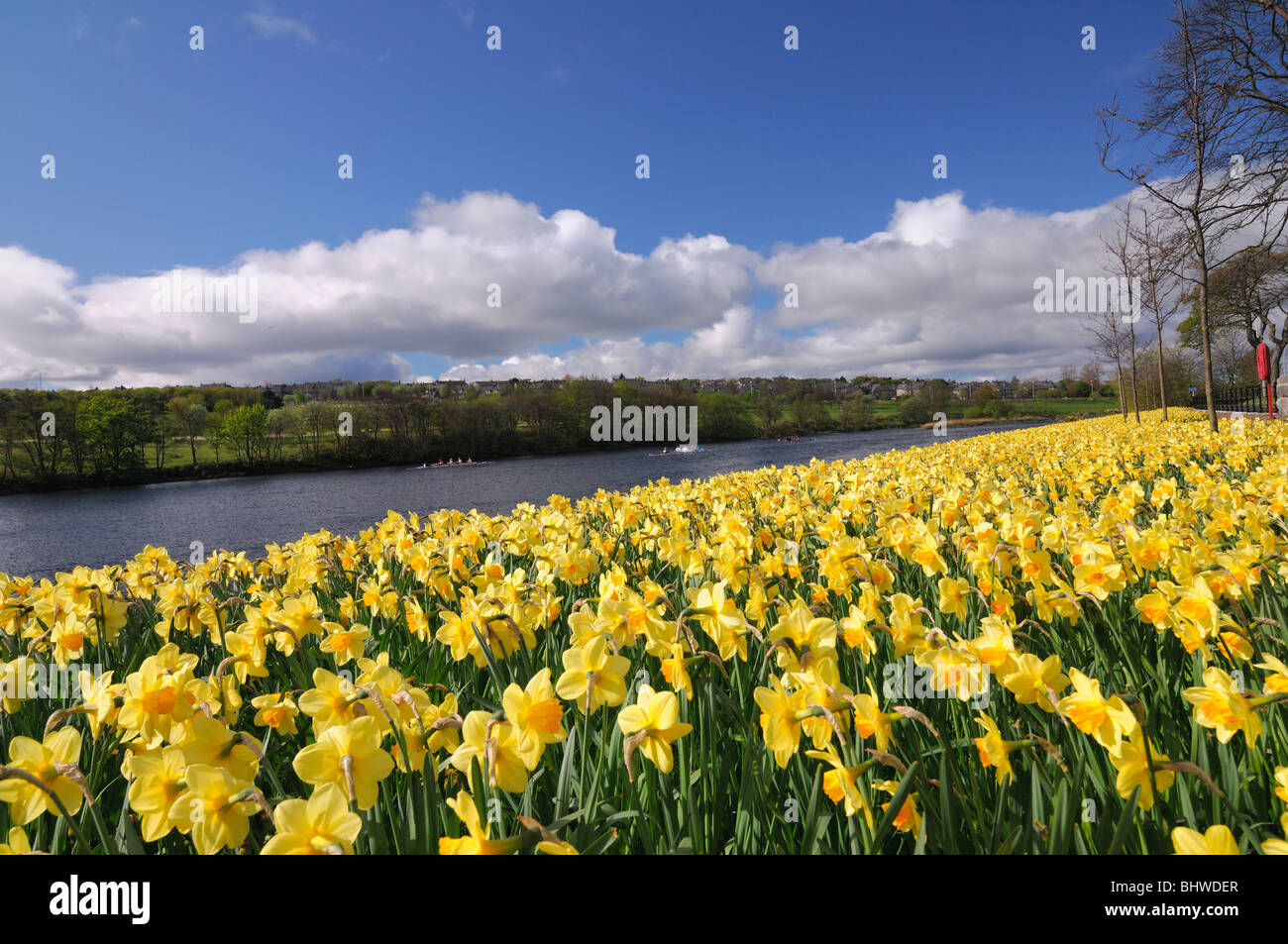 Springtime on the River Dee in Aberdeen, daffodils in bloom and rowers ...