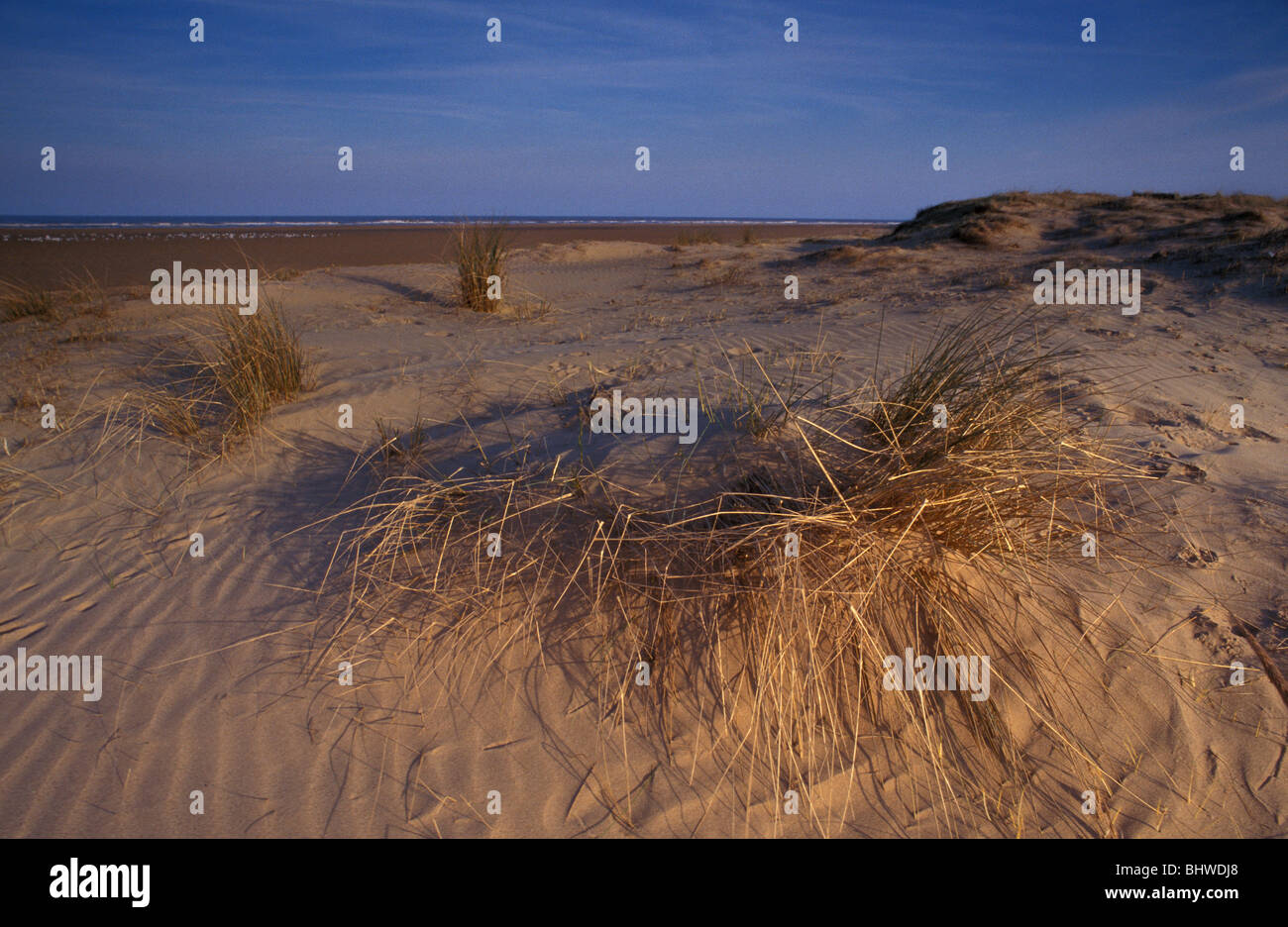 Sand dunes and beach at Saltfleetby Theddlethorpe National Nature ...