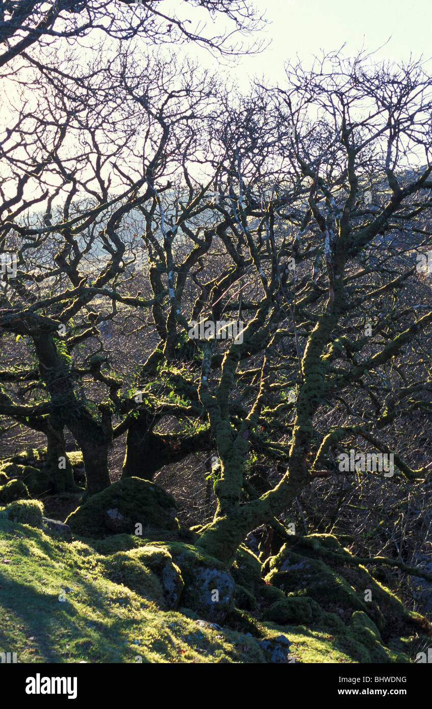 Moss covered rocks and oak trees in Black Tor Copse National Nature ...