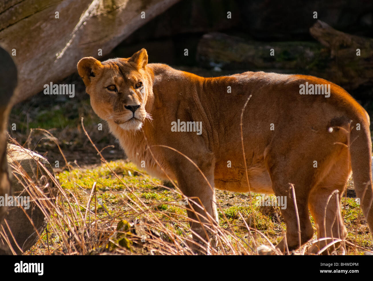 Lion standing up hi-res stock photography and images - Alamy