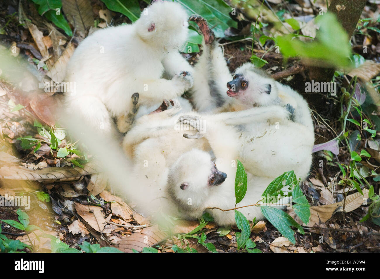 Silky Sifaka (Propithecus candidus) ENDANGERED, Playing on ground ...