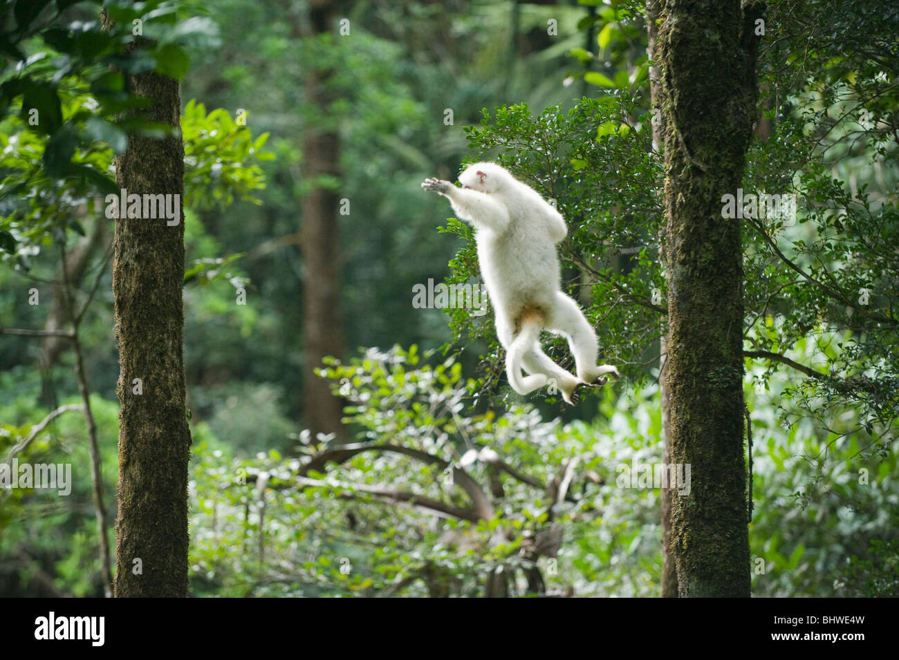 Silky Sifaka (Propithecus candidus) Jumping, ENDANGERED, Marojejy ...
