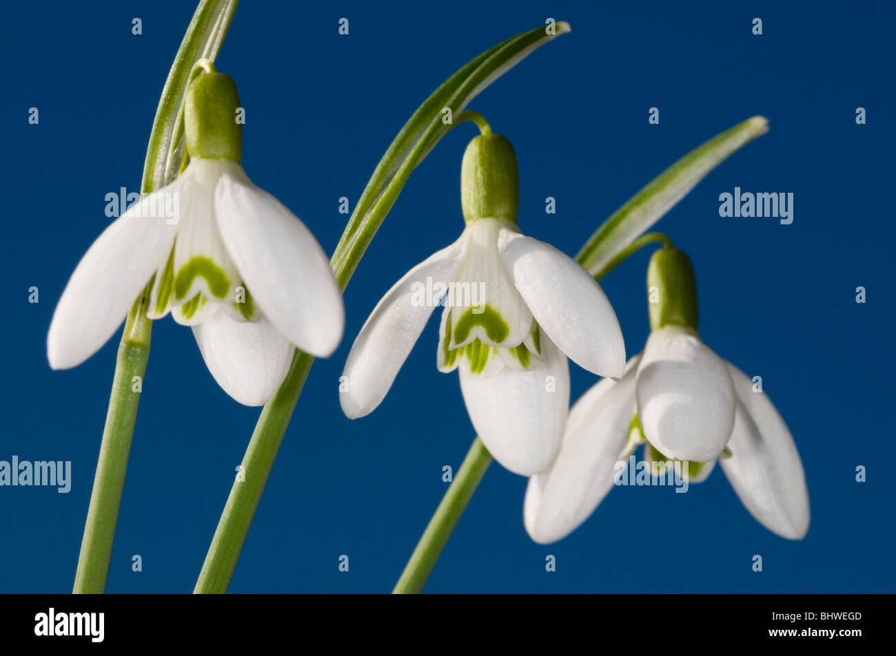 three snowdrops in close up against a clear blue spring sky Stock Photo ...