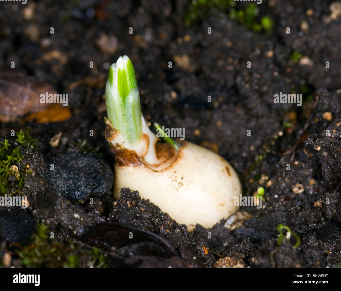 First signs of spring hi-res stock photography and images - Alamy