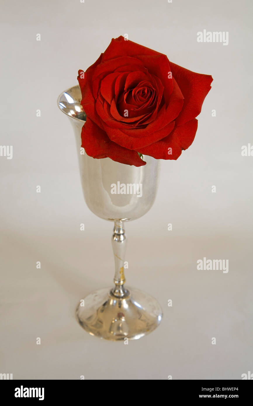 A red long stemmed rose in a silver chalice Stock Photo - Alamy