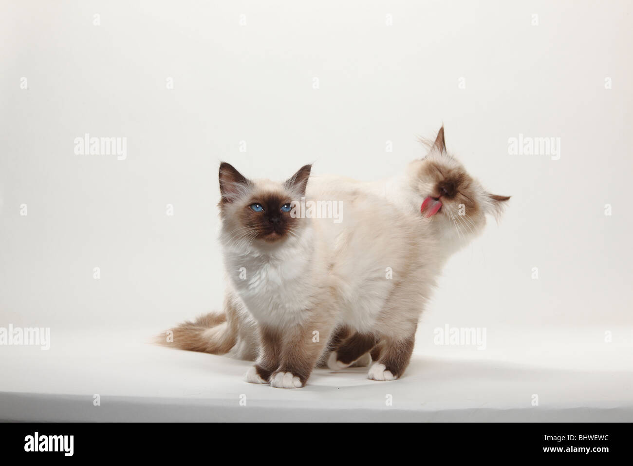 Sacred Cat of Birma, chocolate-point, with kitten / Birman Stock Photo ...