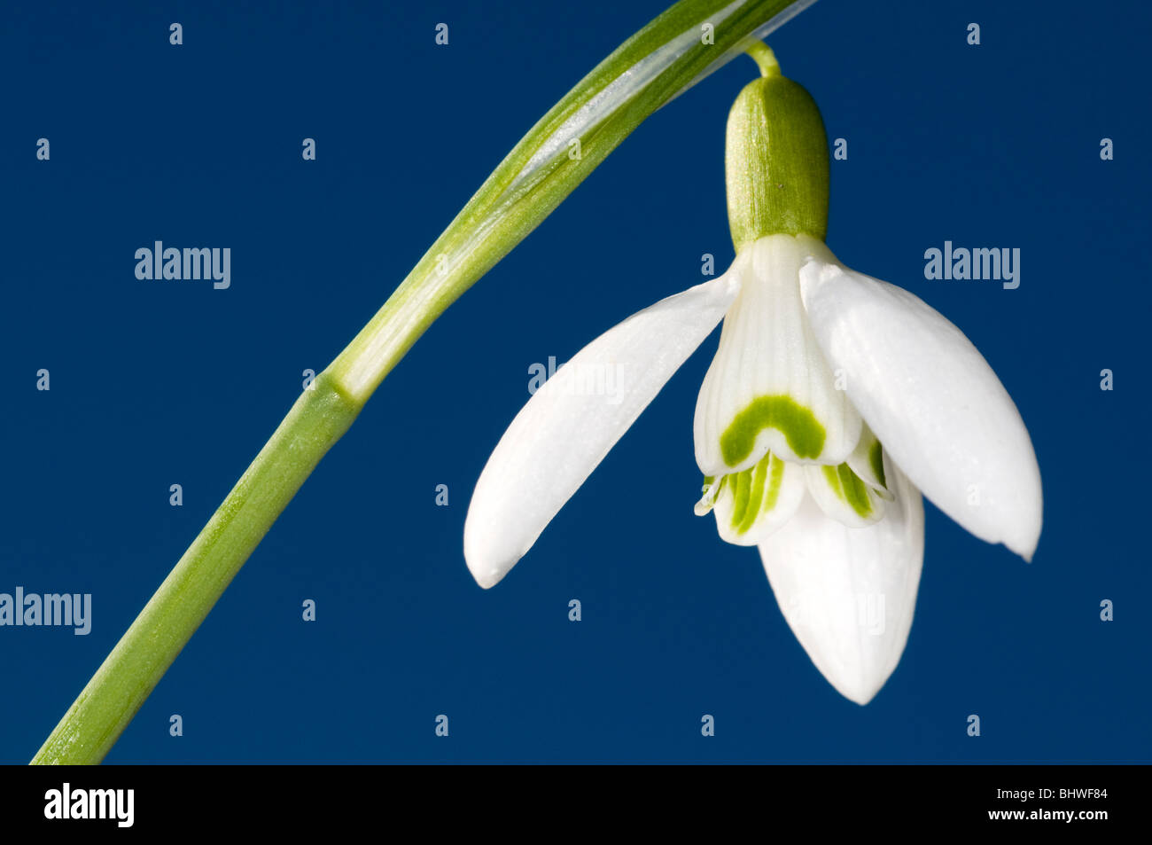 A single snowdrop against a clear blue spring sky Stock Photo - Alamy
