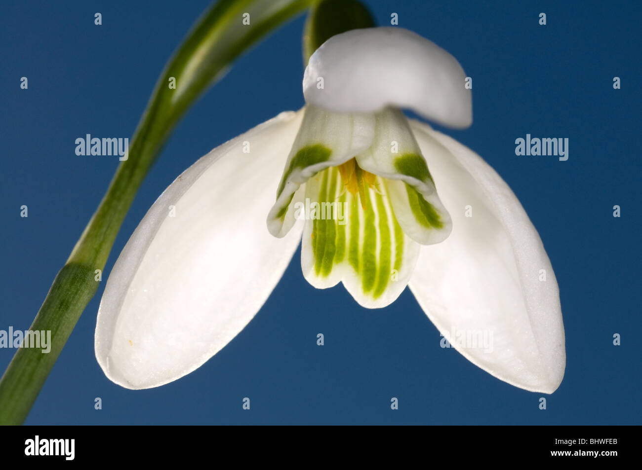 A single snowdrop against a clear blue spring sky Stock Photo - Alamy