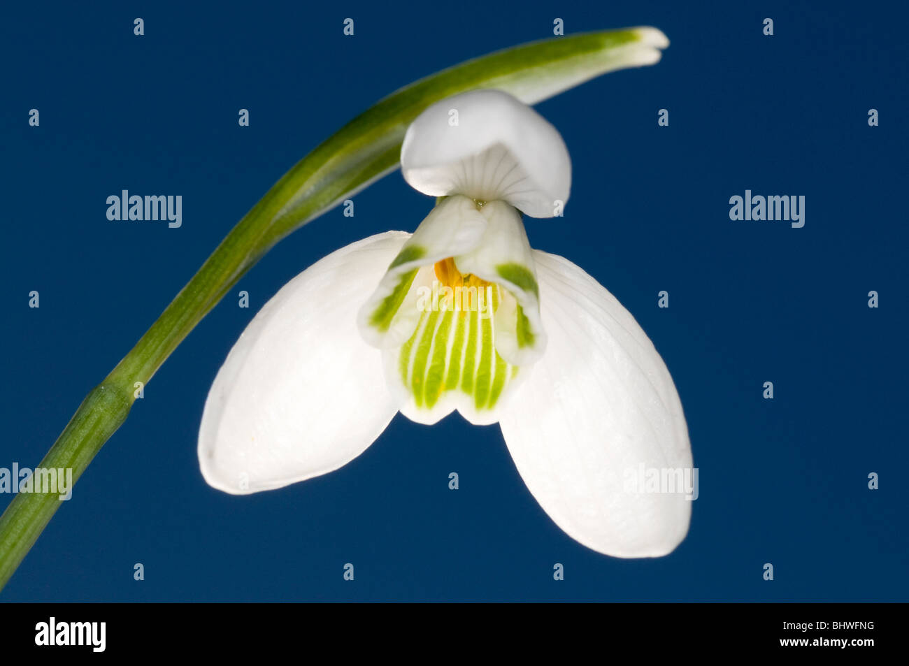 A single snowdrop against a clear blue spring sky Stock Photo - Alamy