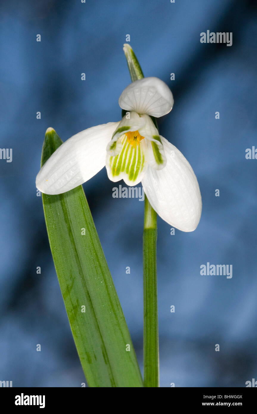 Snowdrop tree hi-res stock photography and images - Alamy