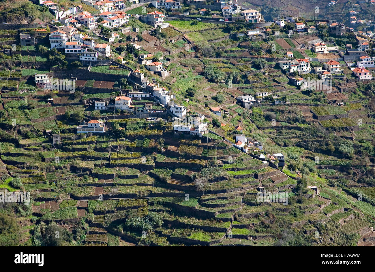 Terraced farming on the slopes of Madeira Stock Photo - Alamy