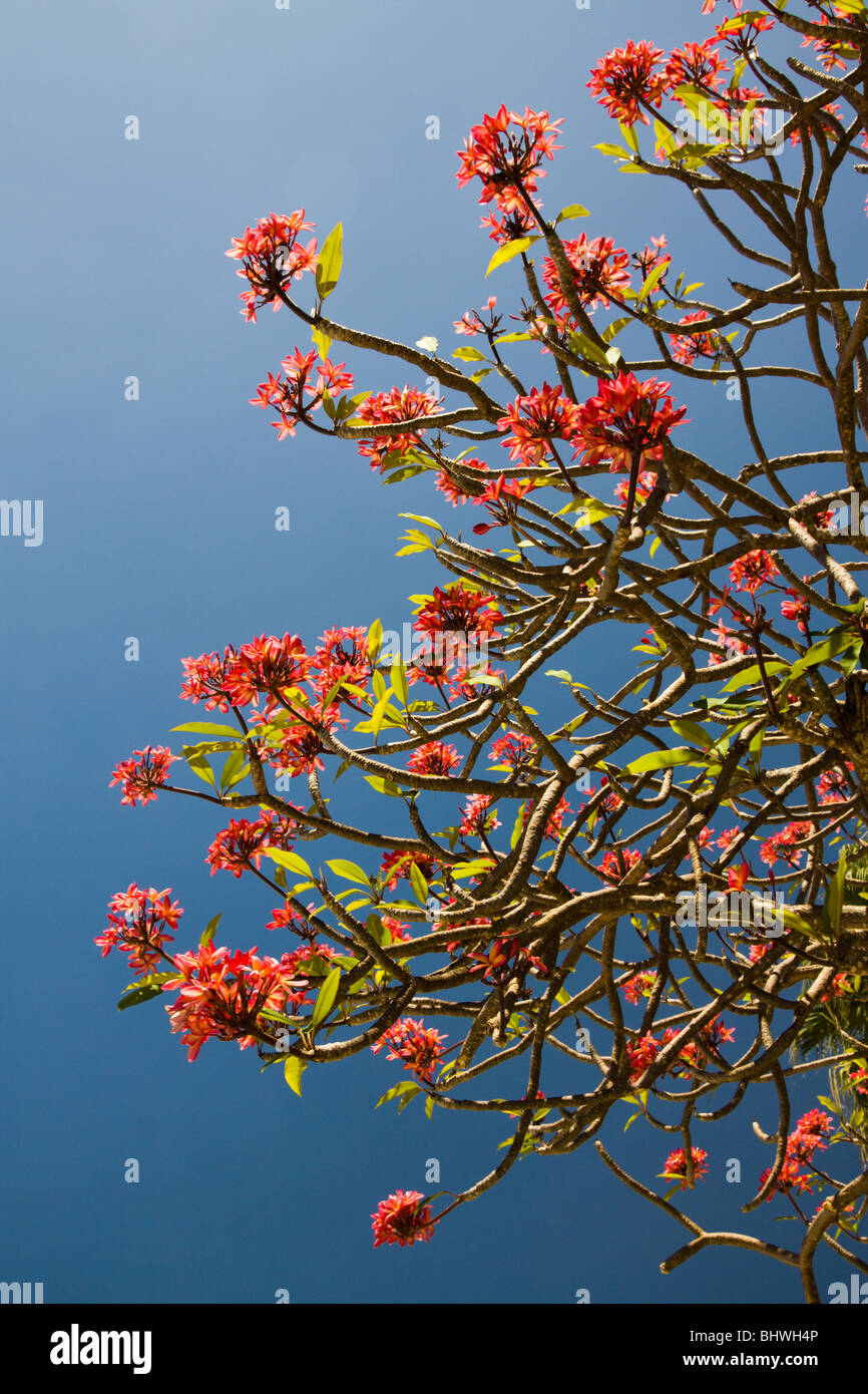 Caribbean flowers hi-res stock photography and images - Alamy