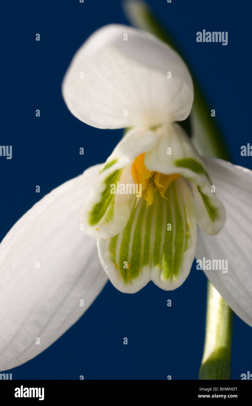 A single snowdrop against a clear blue spring sky Stock Photo - Alamy