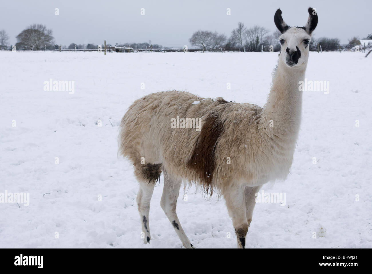 Alpaca snow hi-res stock photography and images - Alamy