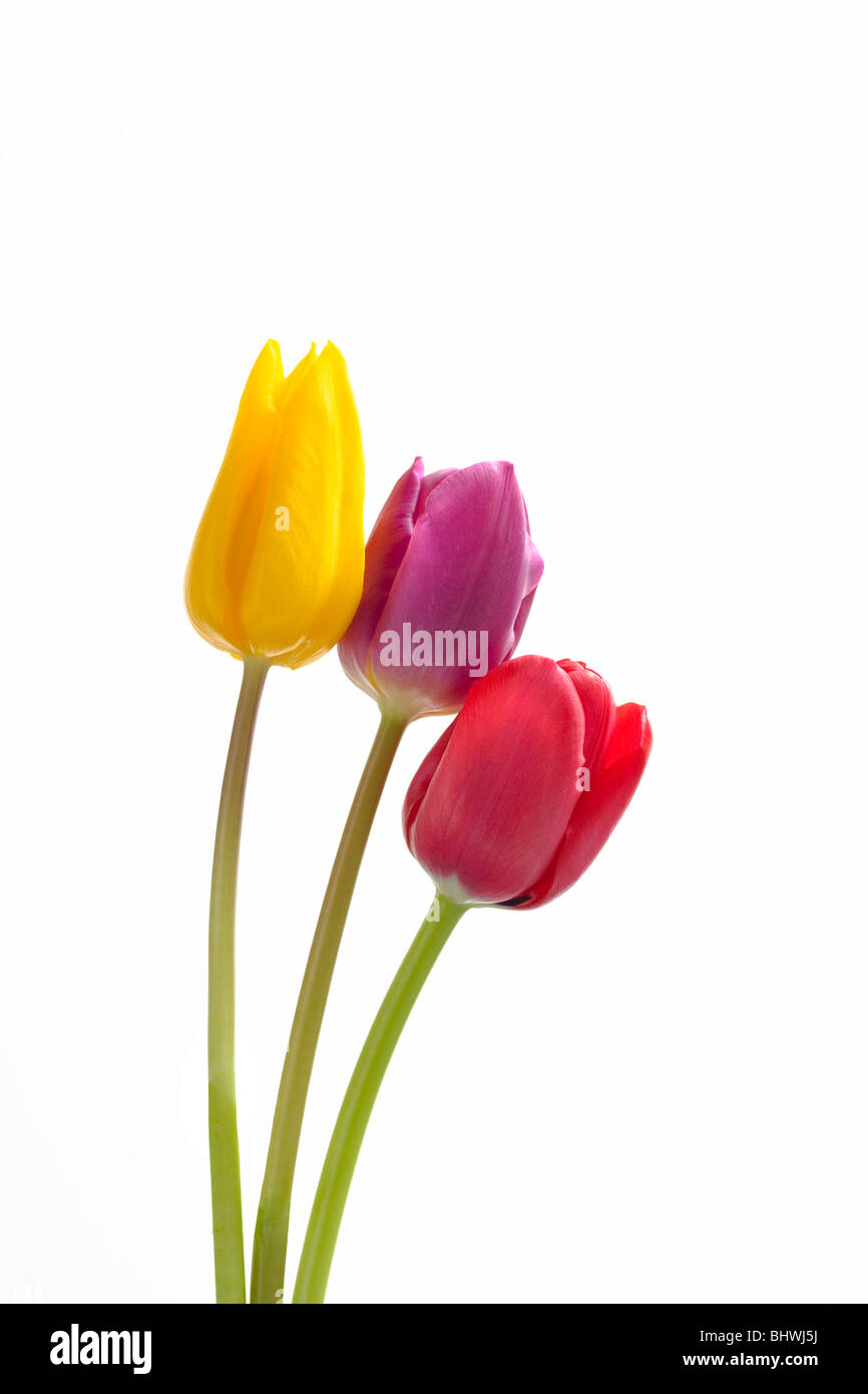 Three colour Cut Out Stock Images & Pictures - Alamy