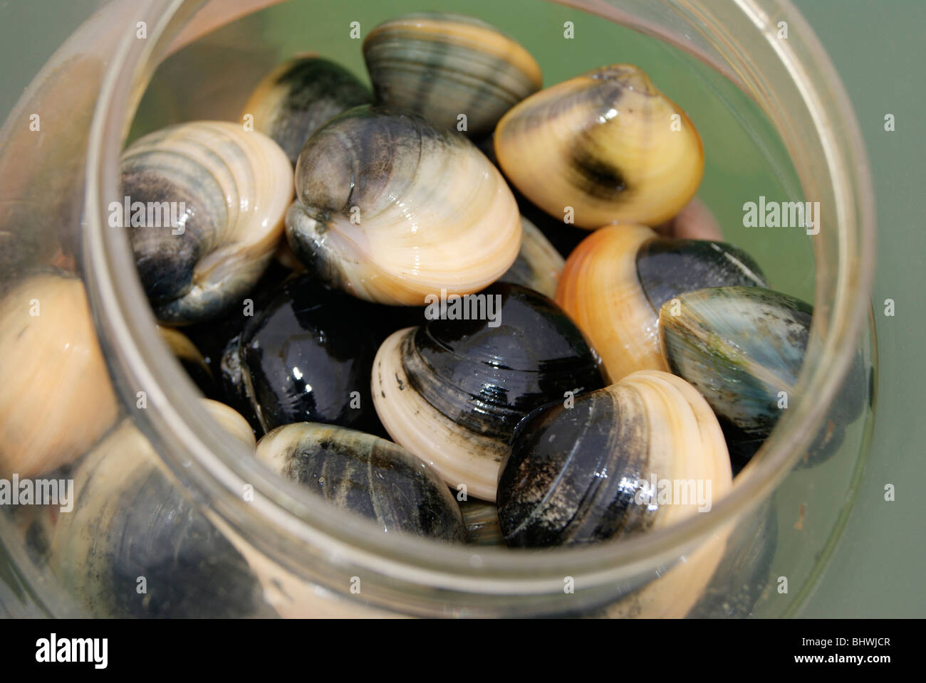 Kerala sea shells hi-res stock photography and images - Alamy