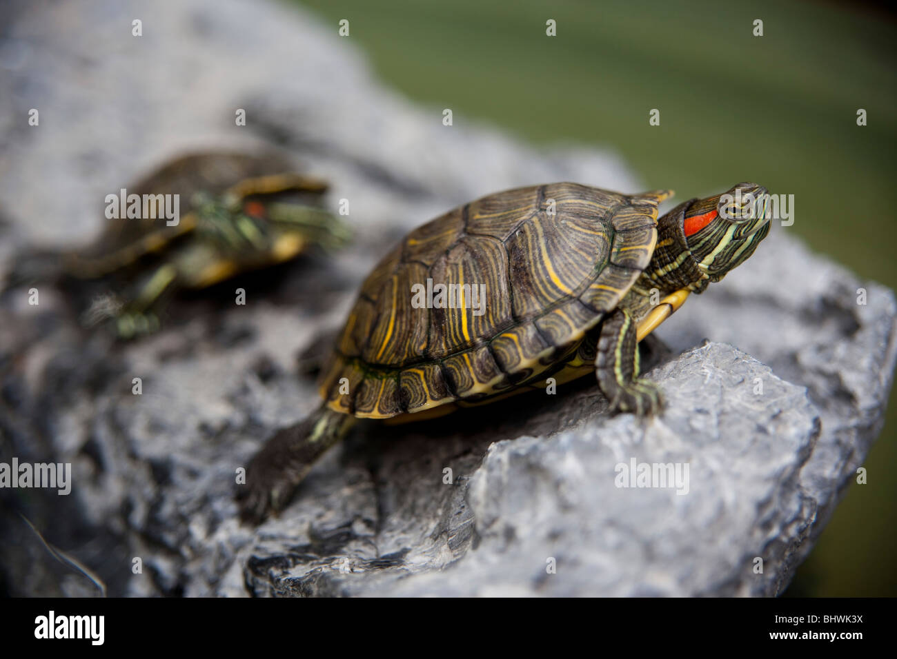 Tortoise image hi-res stock photography and images - Alamy