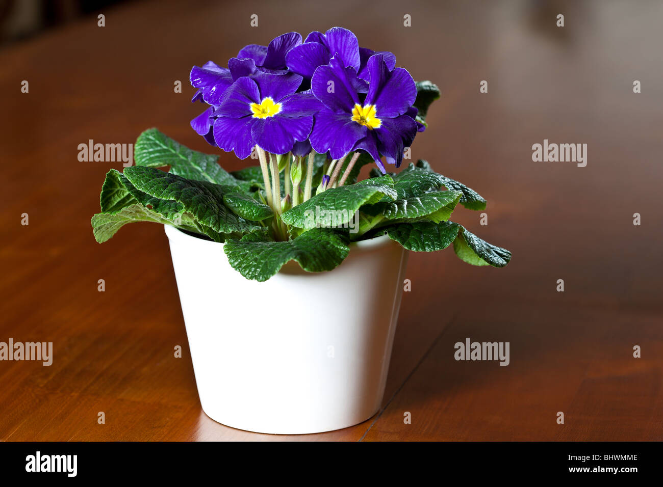 Potted purple primrose, primula vulgaris on brown background by Charles ...