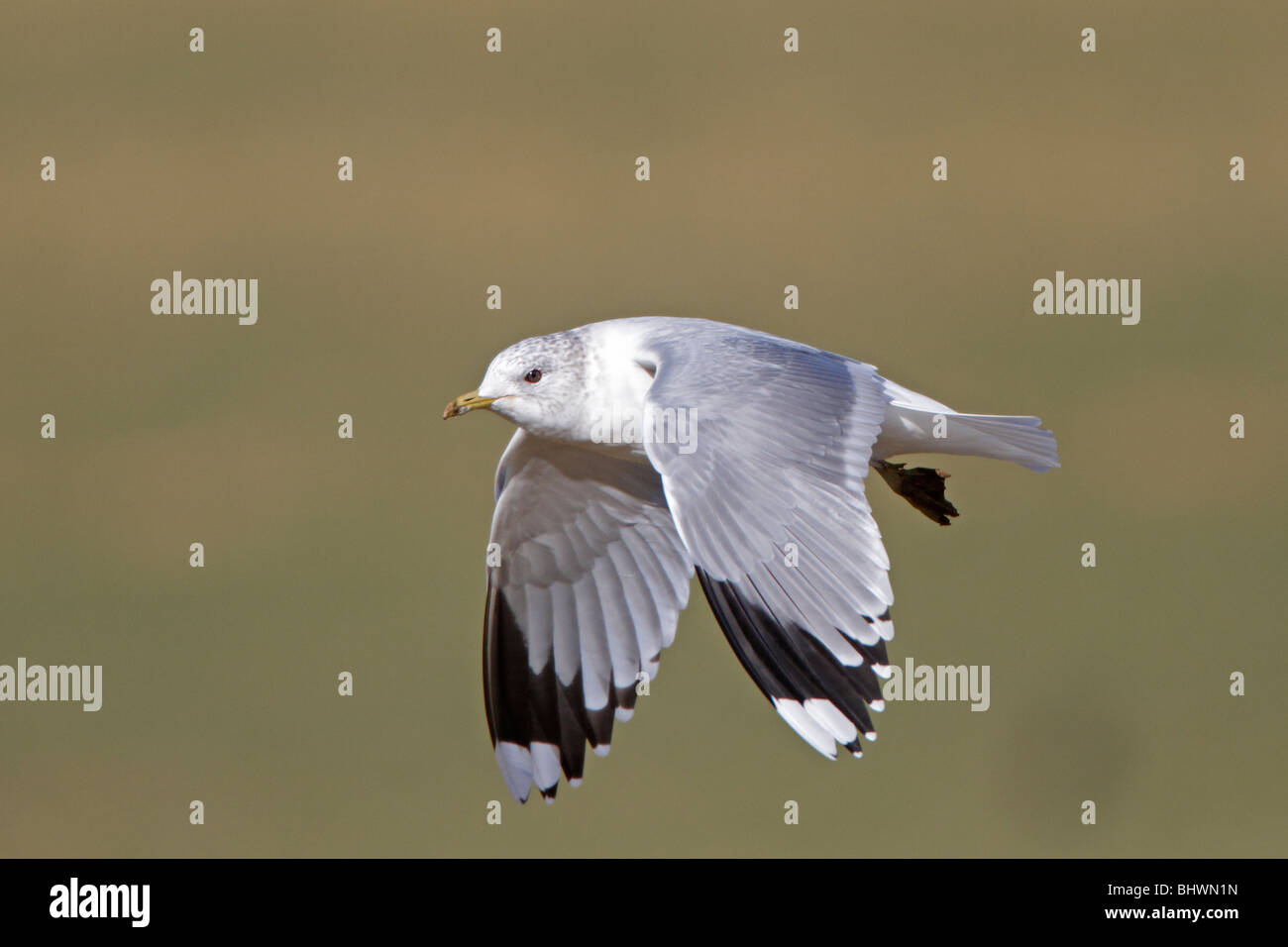 Common Gull in flight Stock Photo - Alamy