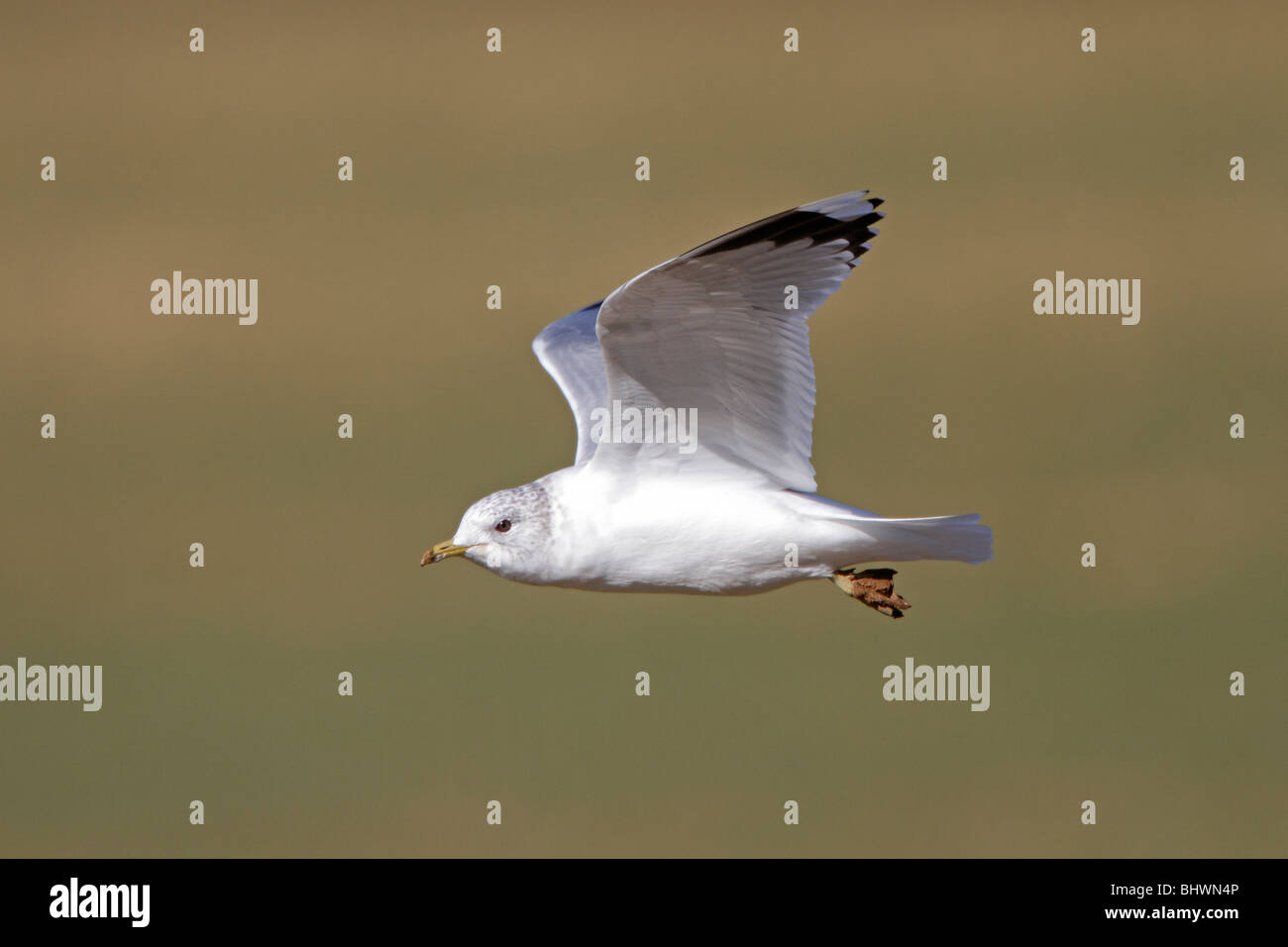 Common Gull in flight Stock Photo - Alamy