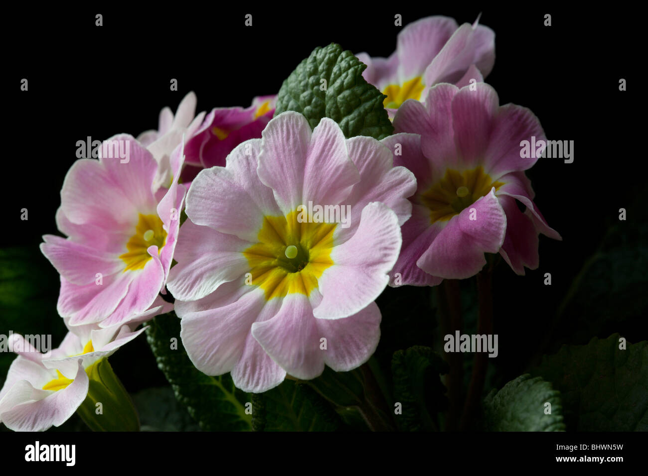 Yellow primroses cutout hi-res stock photography and images - Alamy