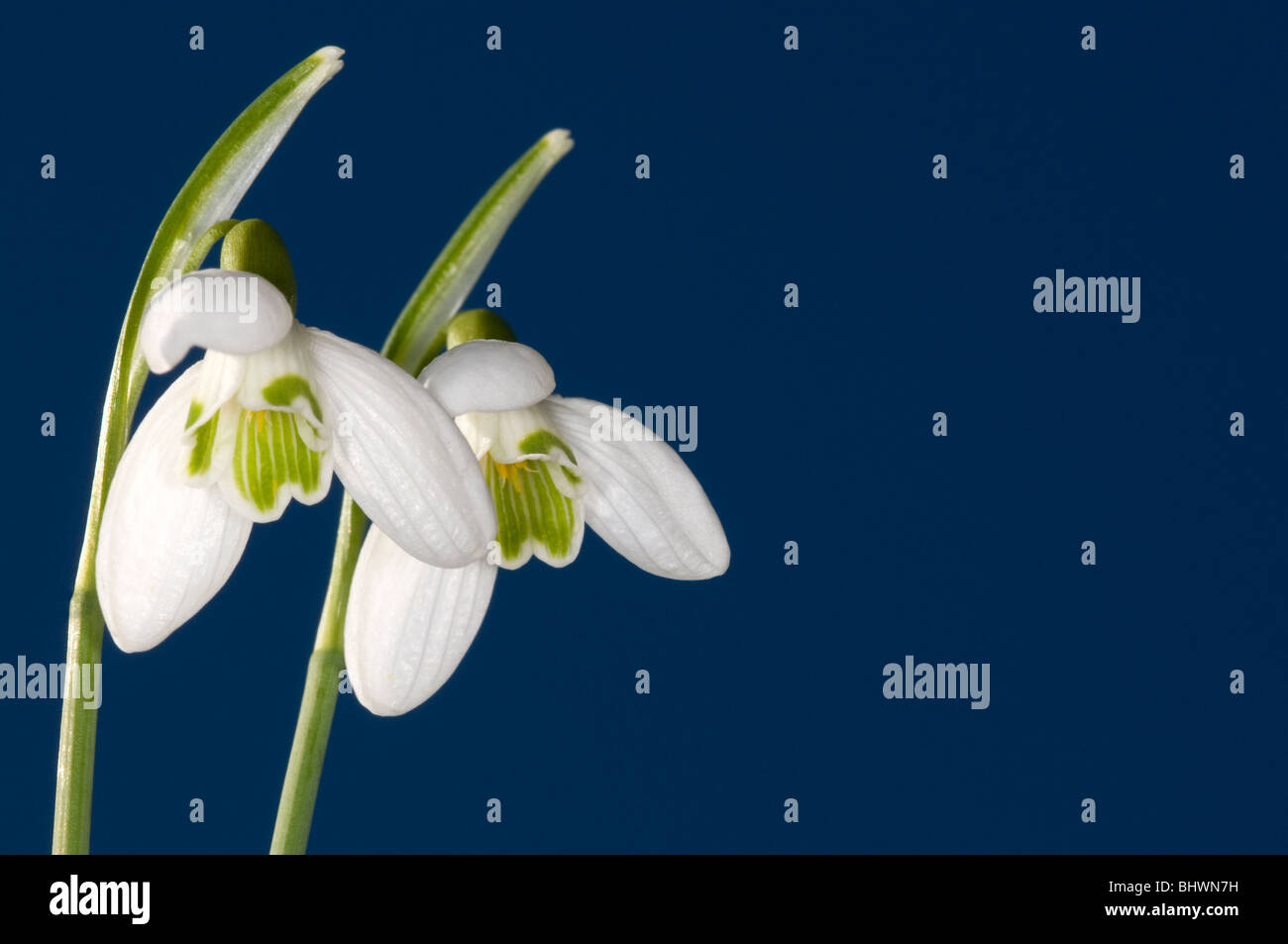 two snowdrops in close up against a clear blue spring sky Stock Photo ...