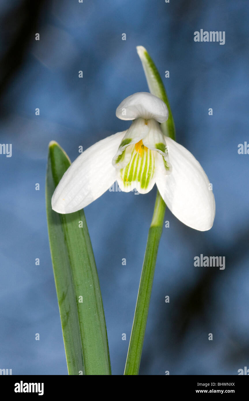 A single snowdrop underneath a tree with clear blue spring sky behind ...