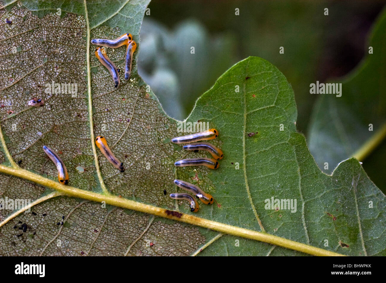 Slug sawfly hi-res stock photography and images - Alamy