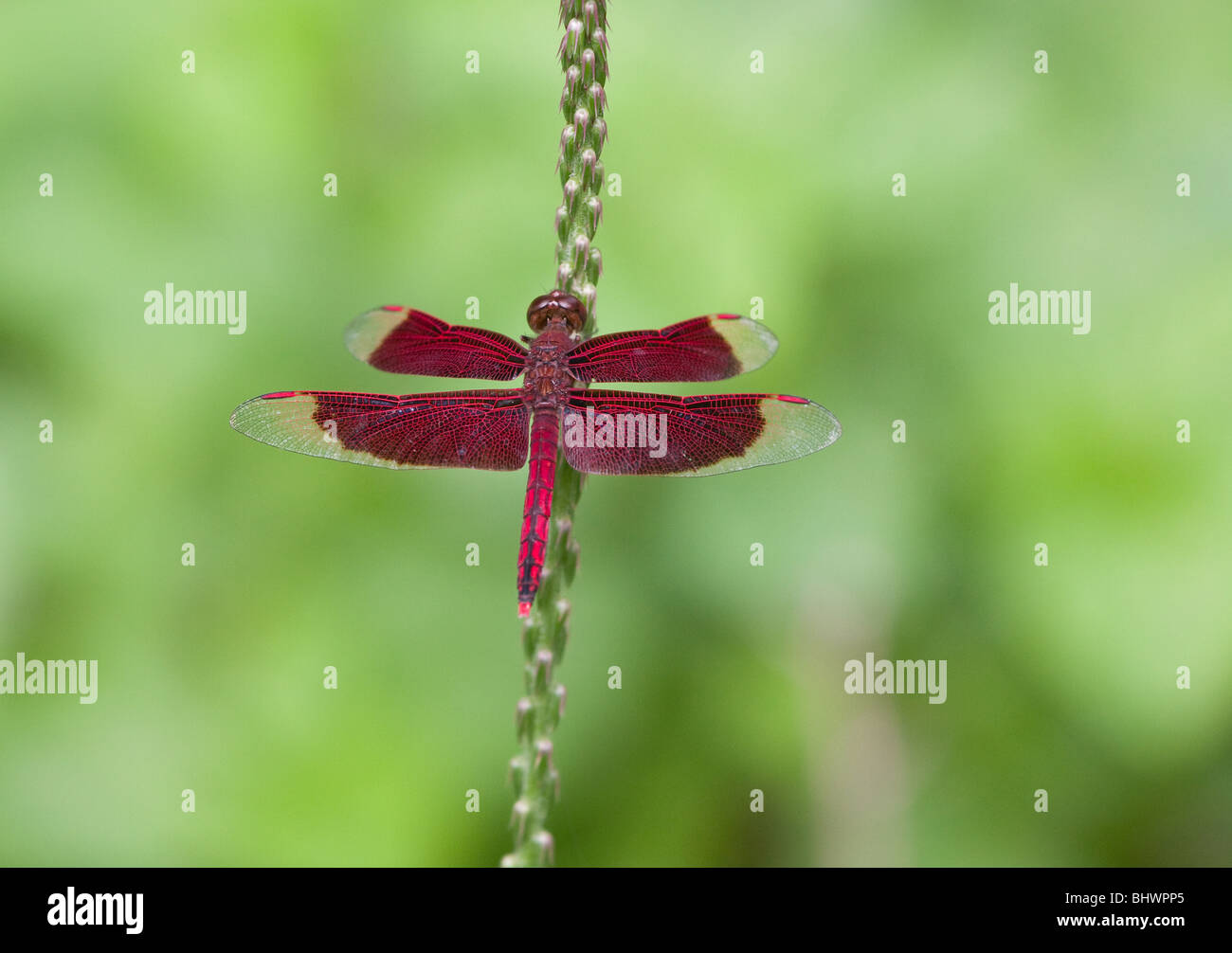 Red winged dragon fly against a green background Stock Photo - Alamy
