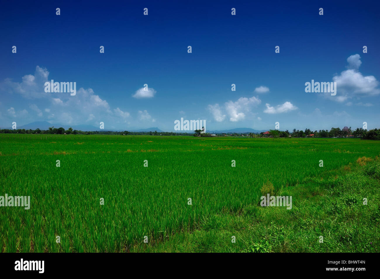 Paddy plant plot soil hi-res stock photography and images - Alamy