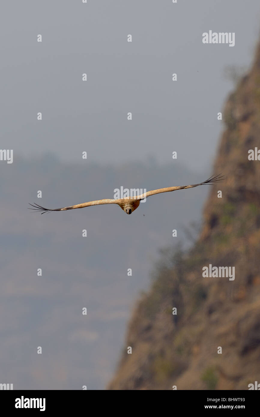 Flying vulture india hi-res stock photography and images - Alamy