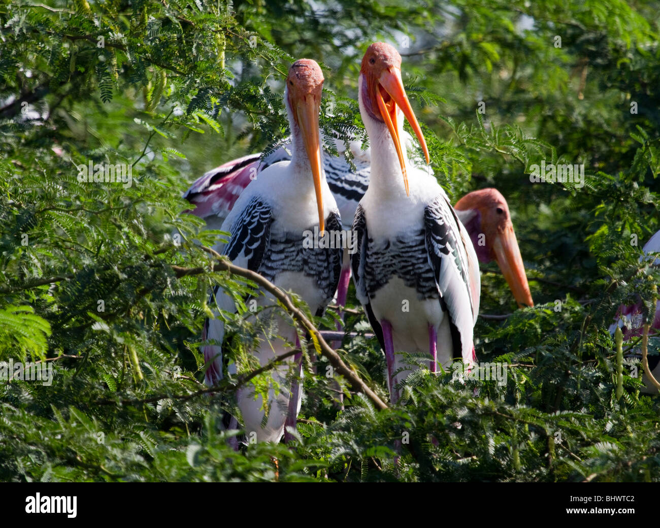 Matingbirds hi-res stock photography and images - Alamy