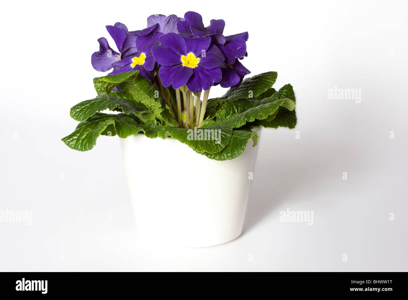 Primrose primula vulgaris cut out hi-res stock photography and images ...