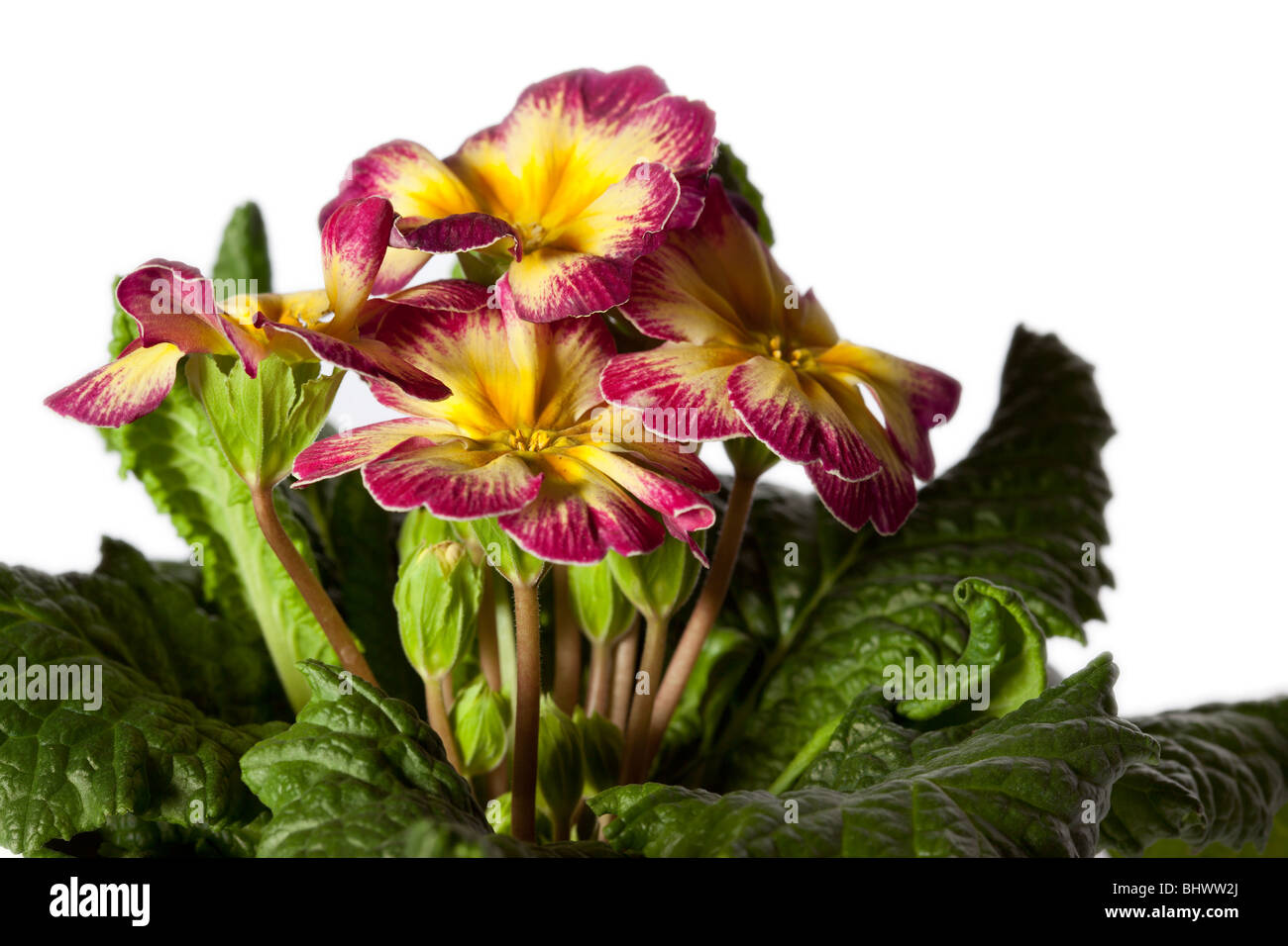 Close up of a yellow and maroon primrose primula vulgaris on white ...