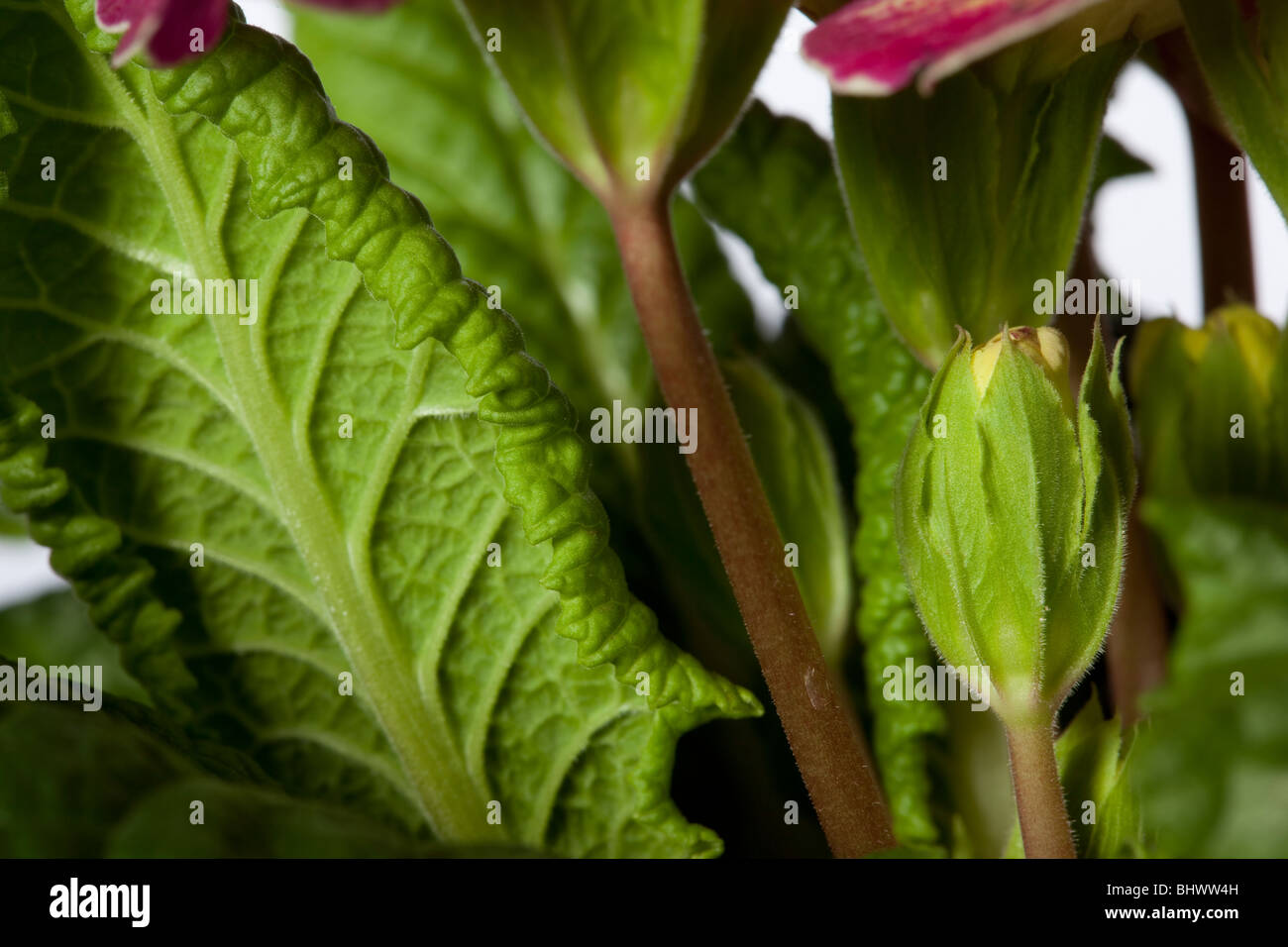 Close up of a the flower bud of a primula vulgaris primrose on white ...