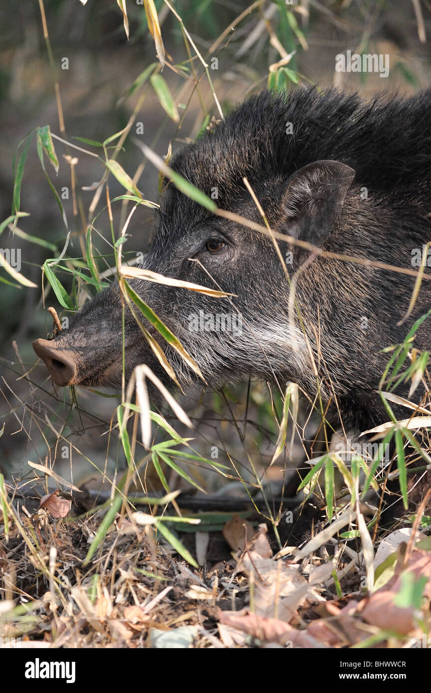 Wild Boar closeup Stock Photo - Alamy