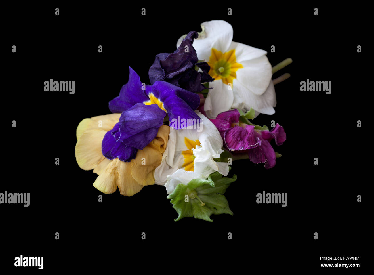 Still life group of primrose flowers on black background by Charles ...