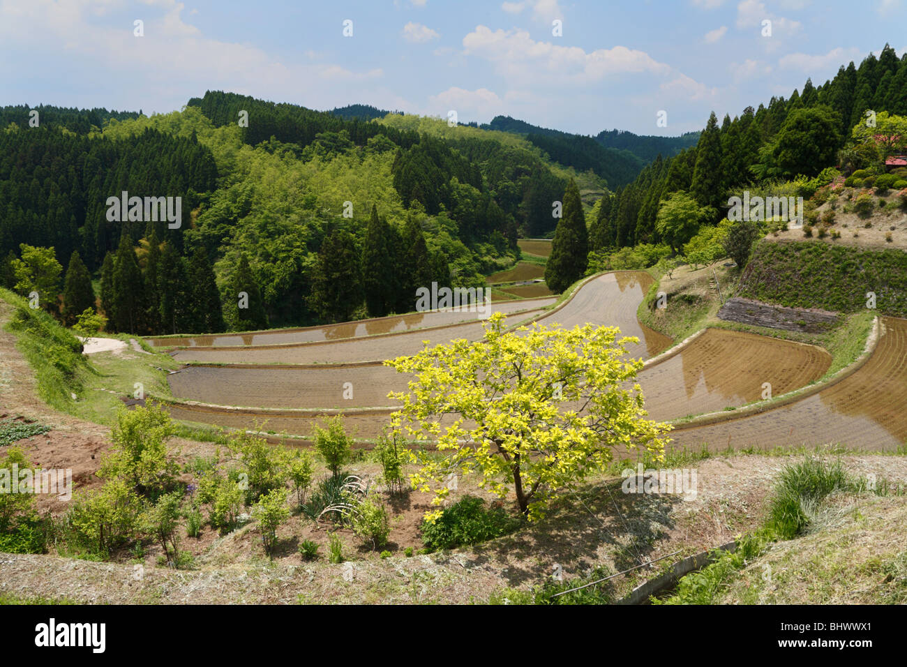 Ougi Terraced Rice Paddies, Ubuyama, Kumamoto, Japan Stock Photo - Alamy
