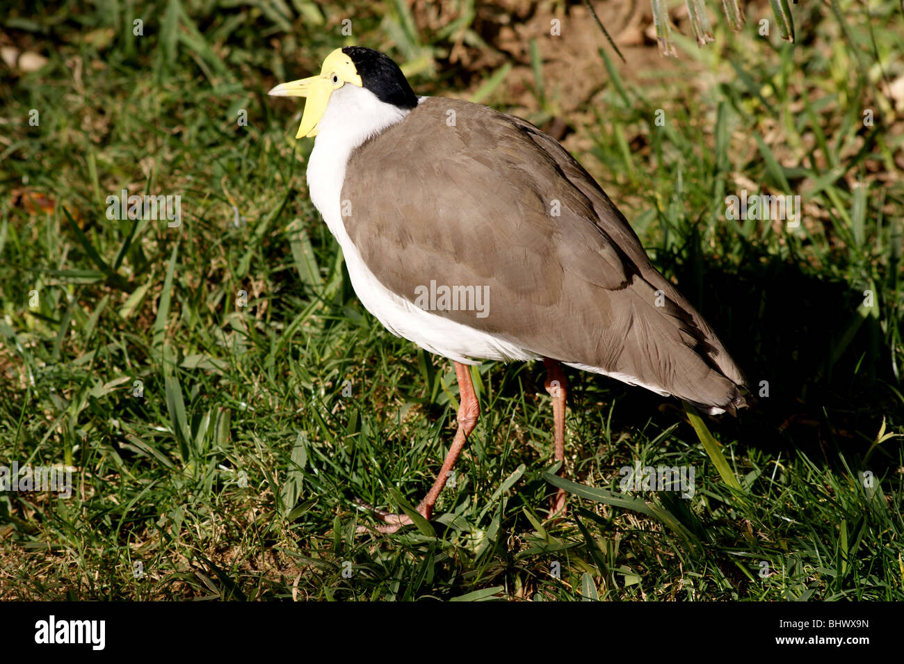 MASKED LAPWING BIRD Stock Photo - Alamy