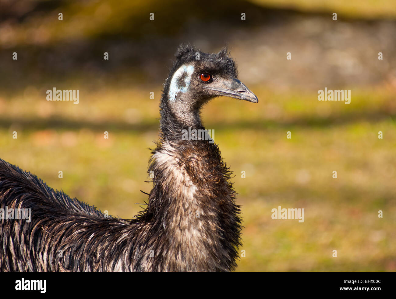 Emu birds hi-res stock photography and images - Alamy