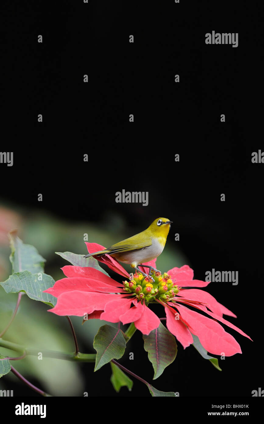 Bird on a Flower Stock Photo - Alamy